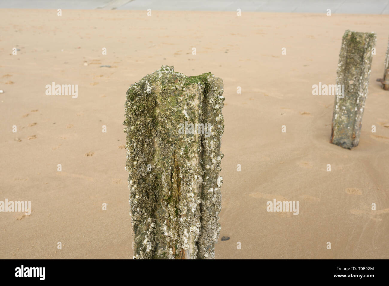 Crustaceans on derelict metal groyne pile on sandy beach on the fylde ...