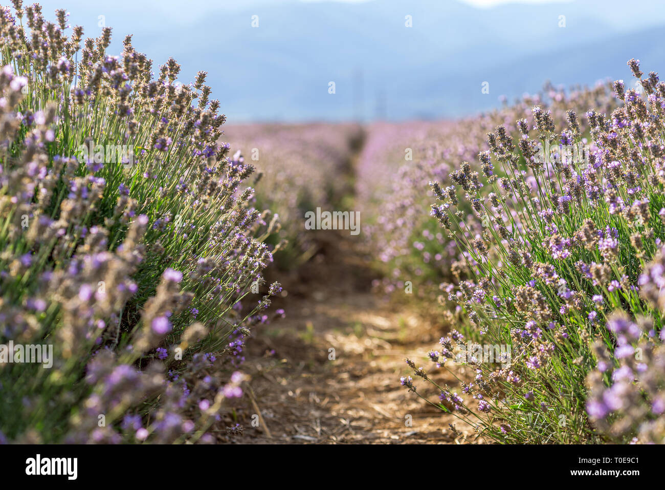 Panorama lavender field sunset hi-res stock photography and images - Alamy
