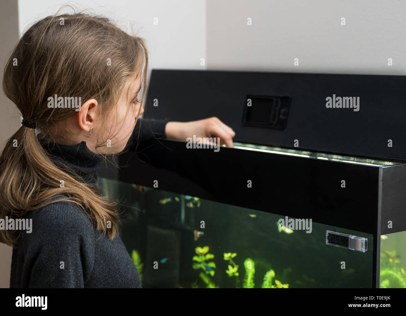 Little girl feeding fishes in the aquarium Stock Photo - Alamy