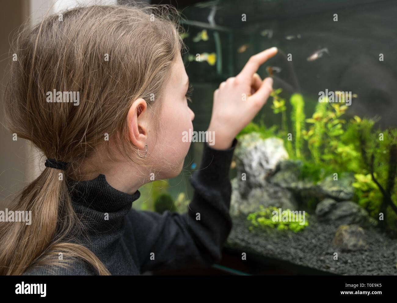 Little girl looks at the fish in the aquarium Stock Photo - Alamy