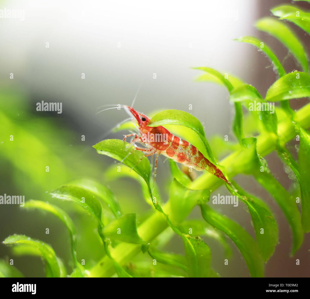 Colorful Freshwater Shrimp