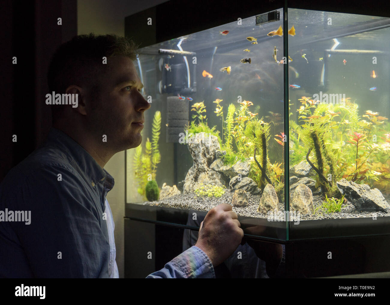 Handsome man looks at the fish in the aquarium at home Stock Photo - Alamy