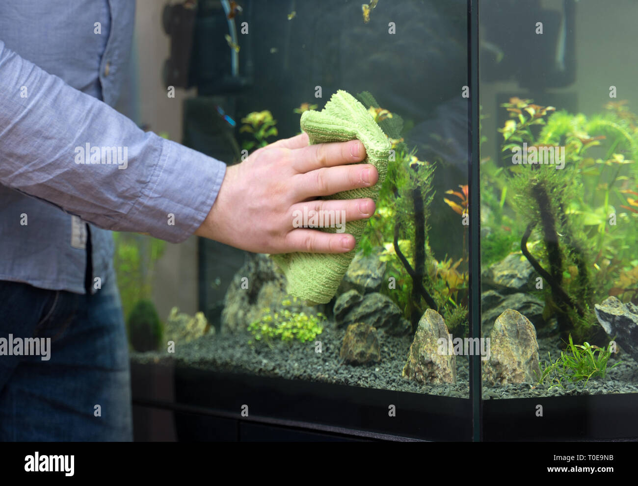 Cleaning fish tank hi-res stock photography and images - Alamy