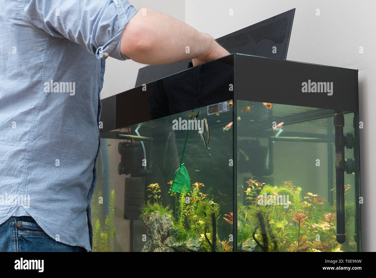 Man catching fishes in the aquarium Stock Photo - Alamy