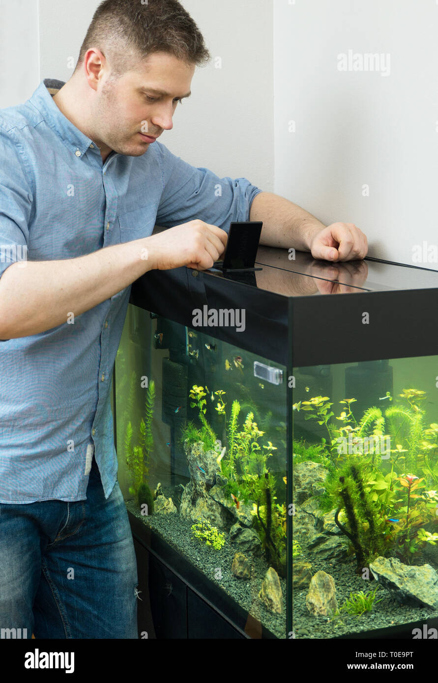 Feed fish home aquarium hi-res stock photography and images - Alamy