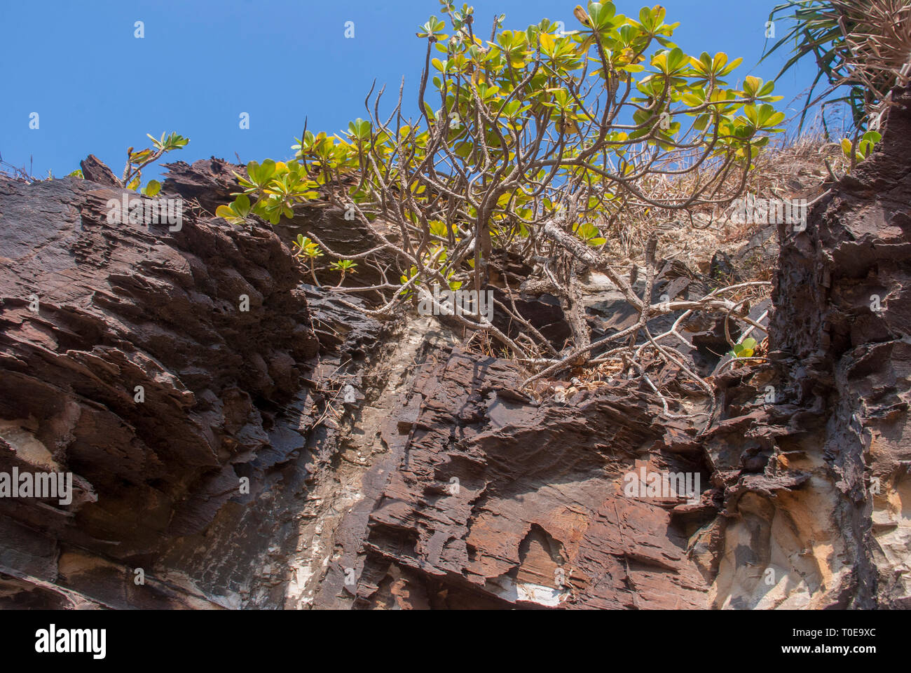 Trees that rise along the rocky layers in the valley Stock Photo - Alamy
