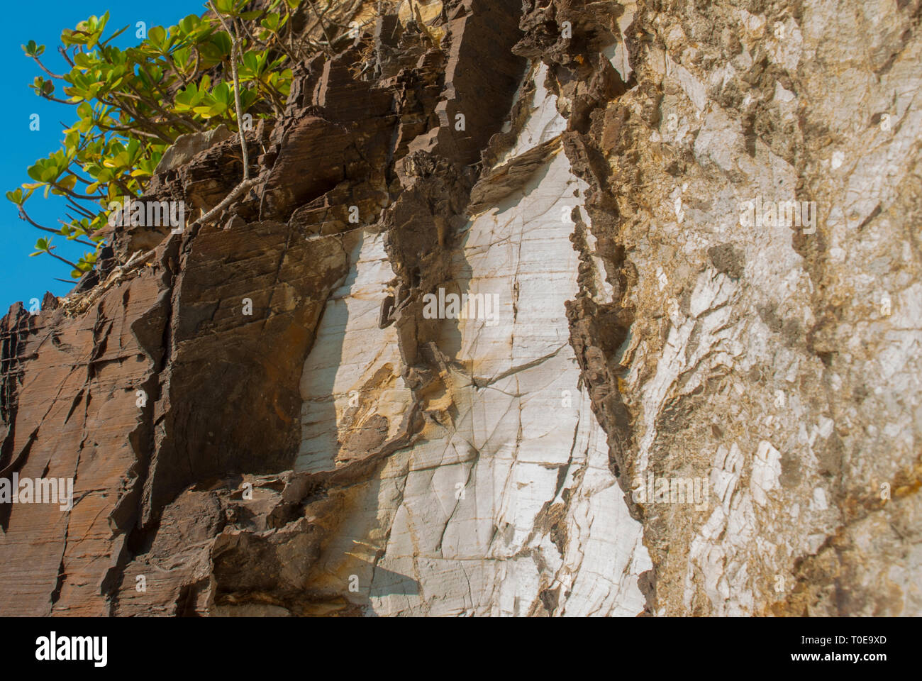 Trees that rise along the rocky layers in the valley Stock Photo - Alamy