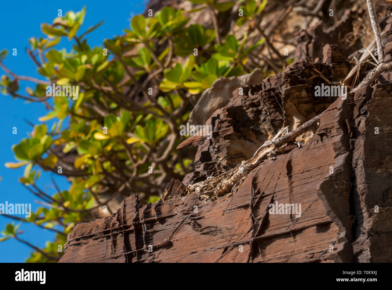 Trees that rise along the rocky layers in the valley Stock Photo - Alamy