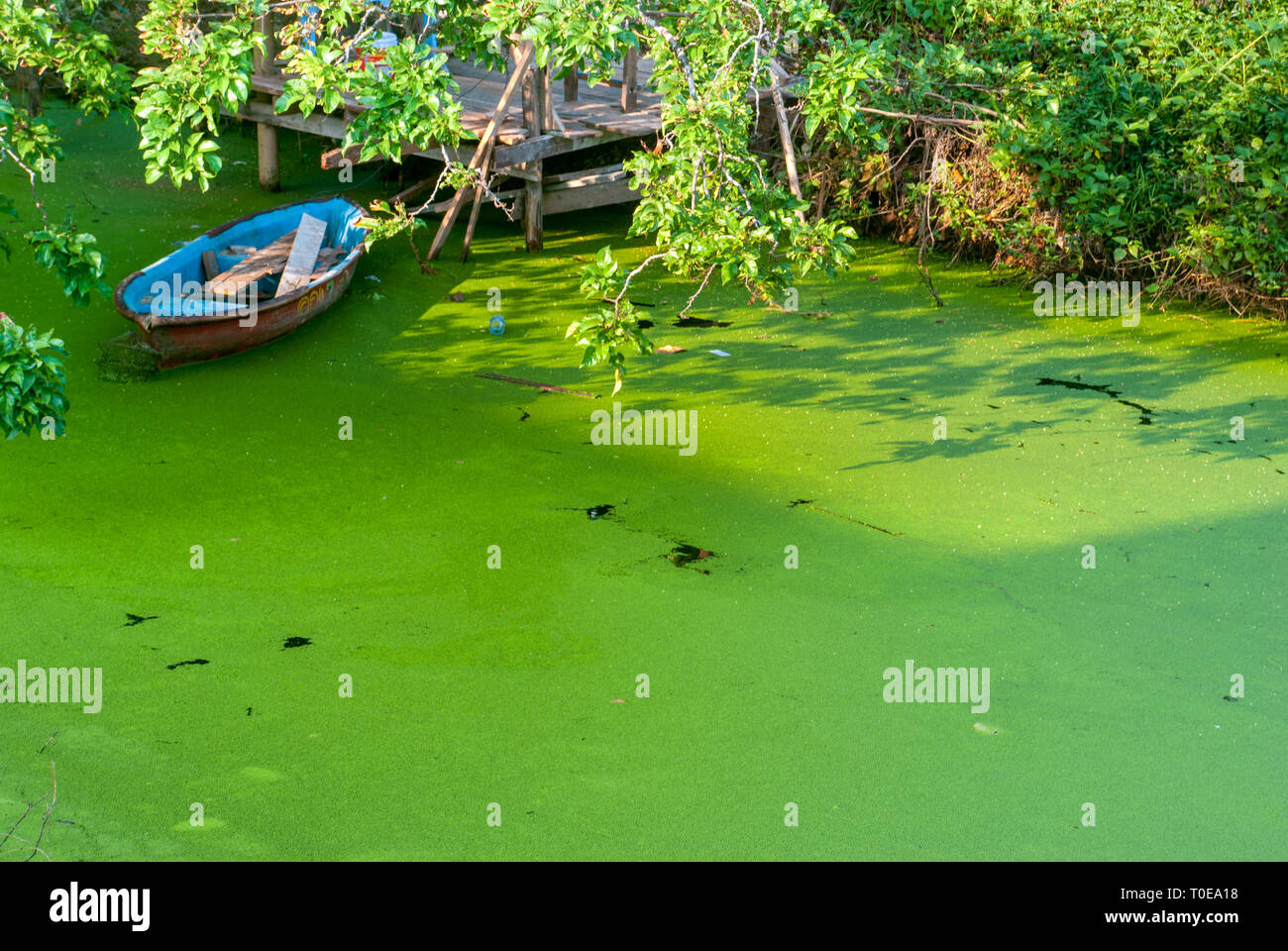 A rowboat that is parked in a canal full of green algae Stock Photo - Alamy