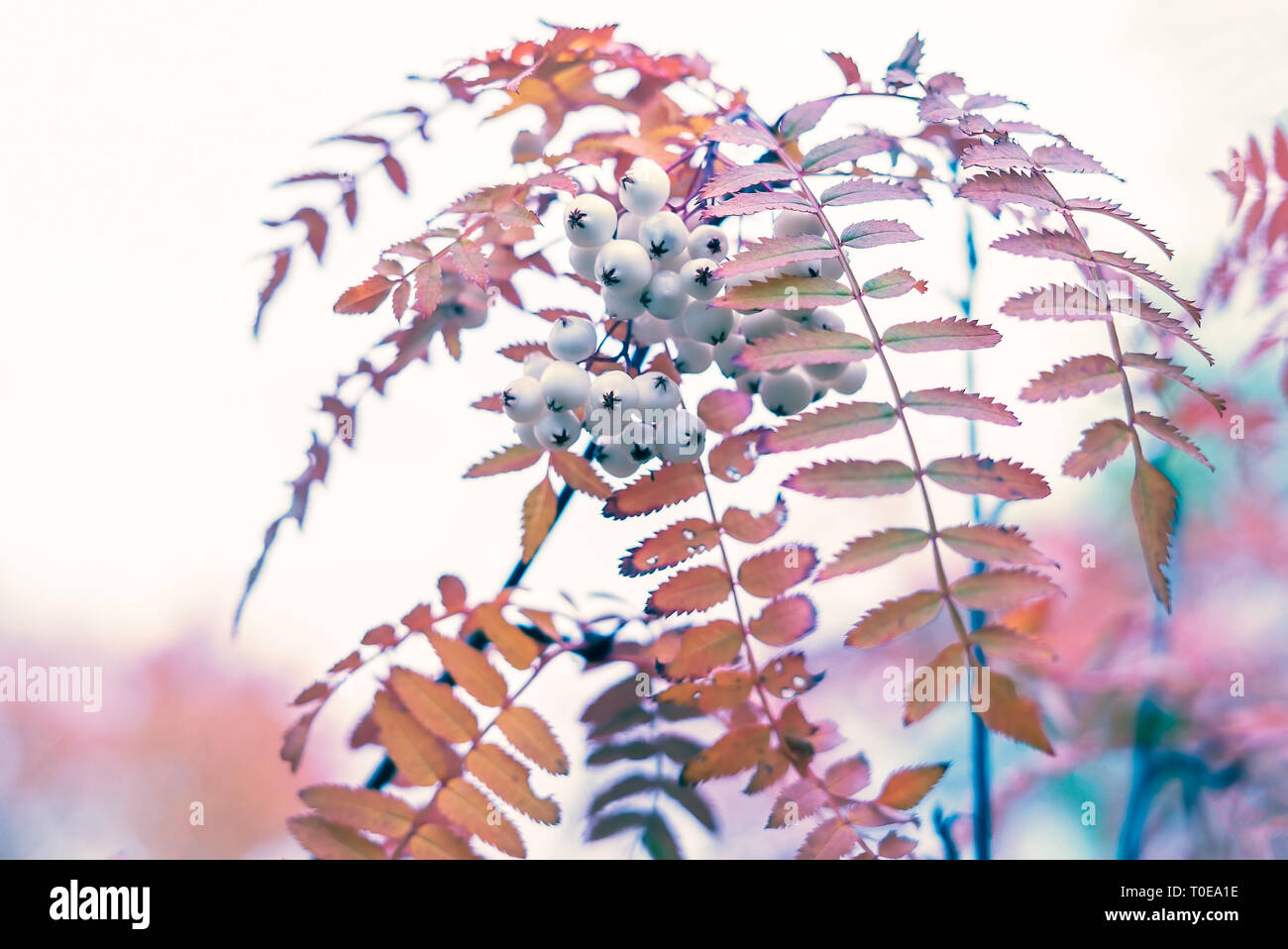 Close-up autumn detail of Chinese Rowan branch fruited with many white ...