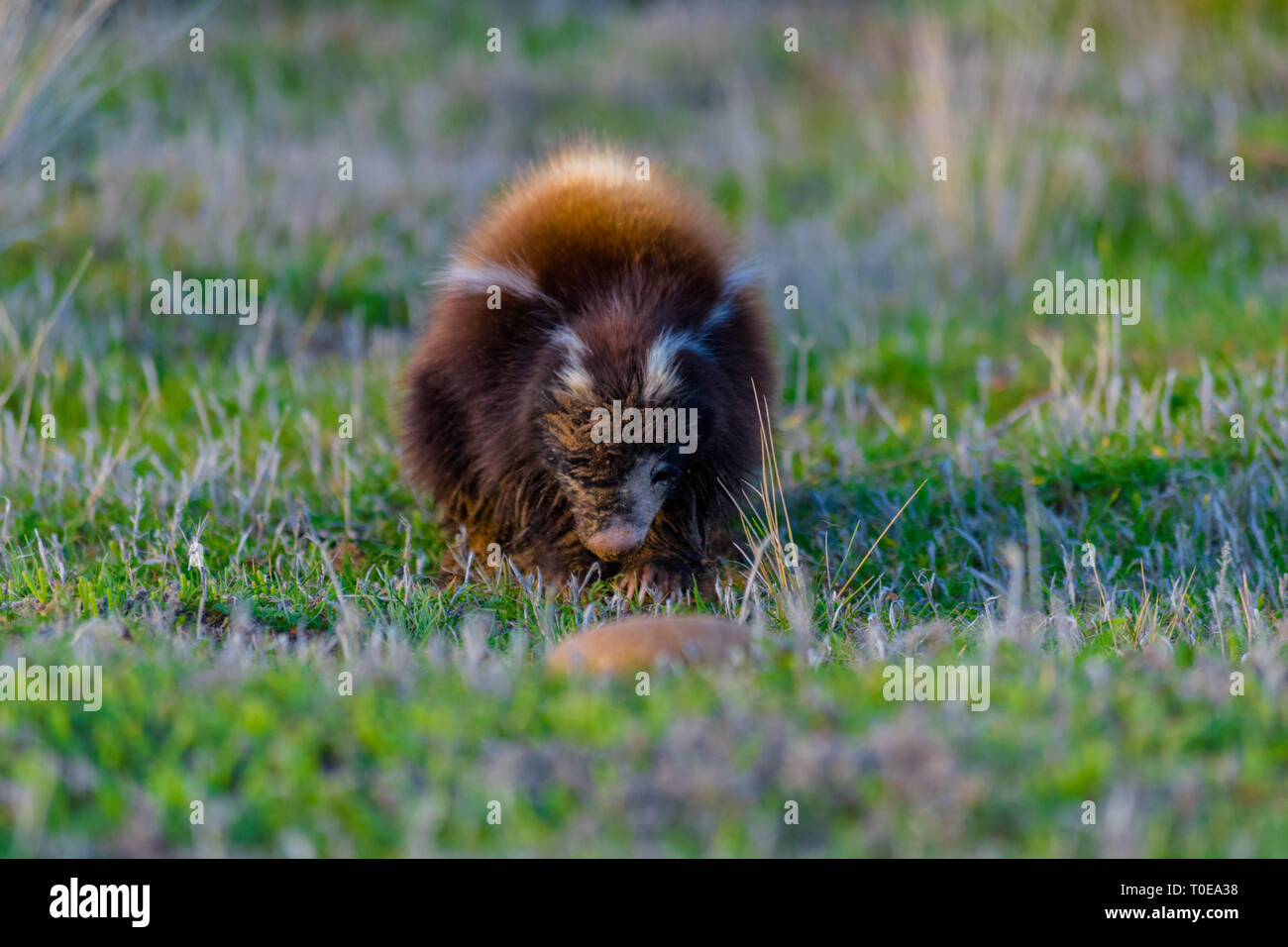Animal patagonico hi-res stock photography and images - Alamy