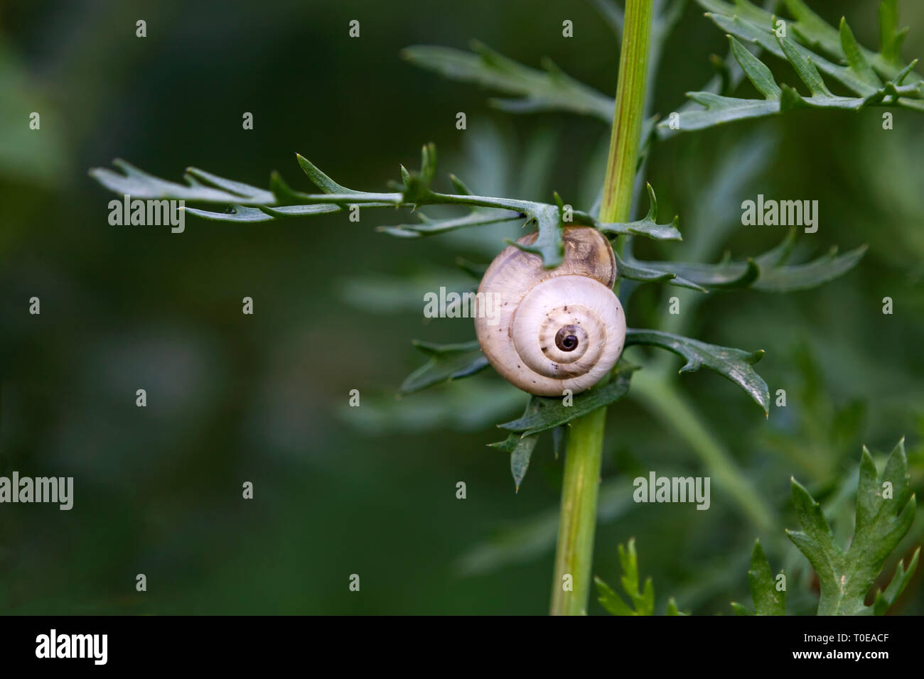 Snail on a plant stem close up on a blurred background Stock Photo - Alamy