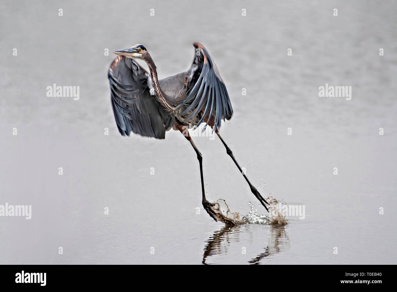 Great blue heron takes off Stock Photo - Alamy