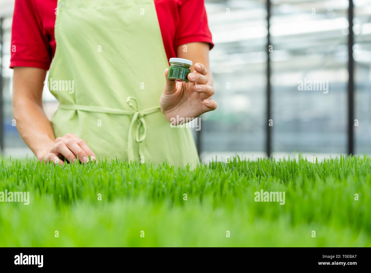 Grass wheatgrass hi-res stock photography and images - Alamy