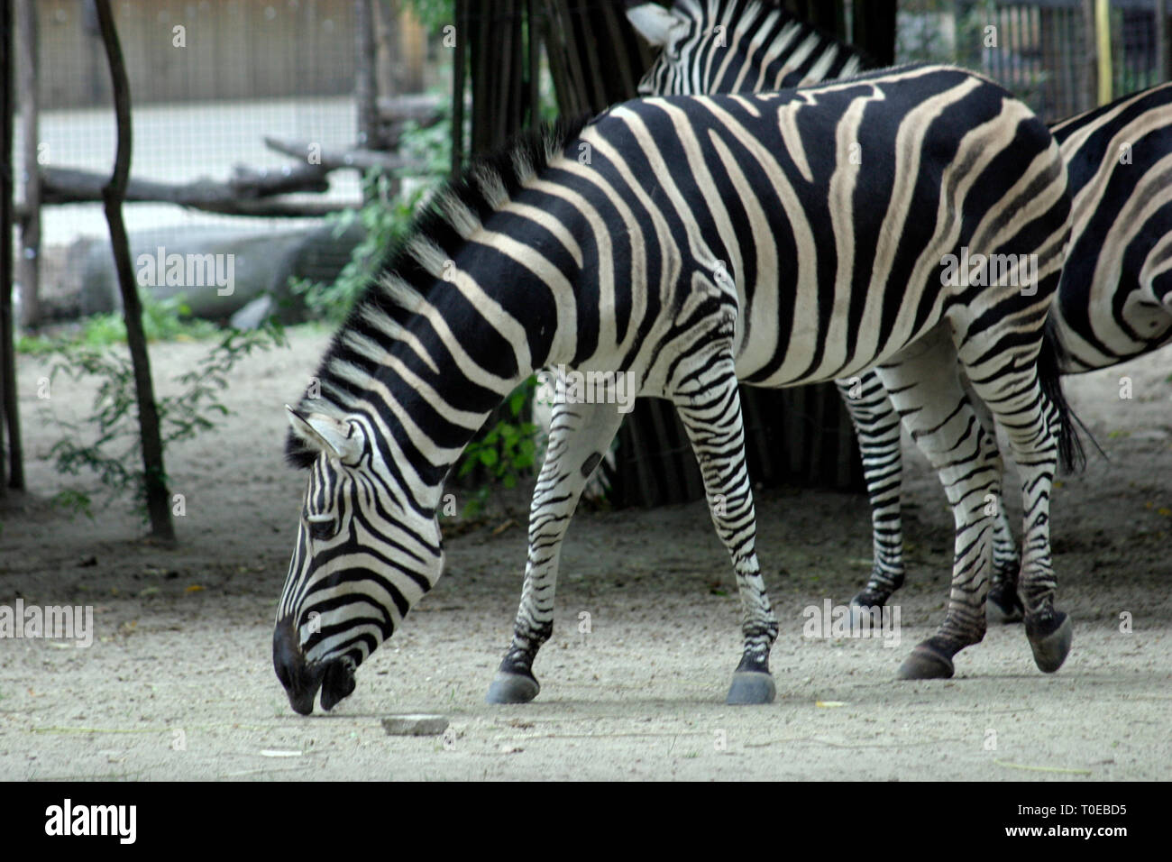 Safari wagon hi-res stock photography and images - Alamy