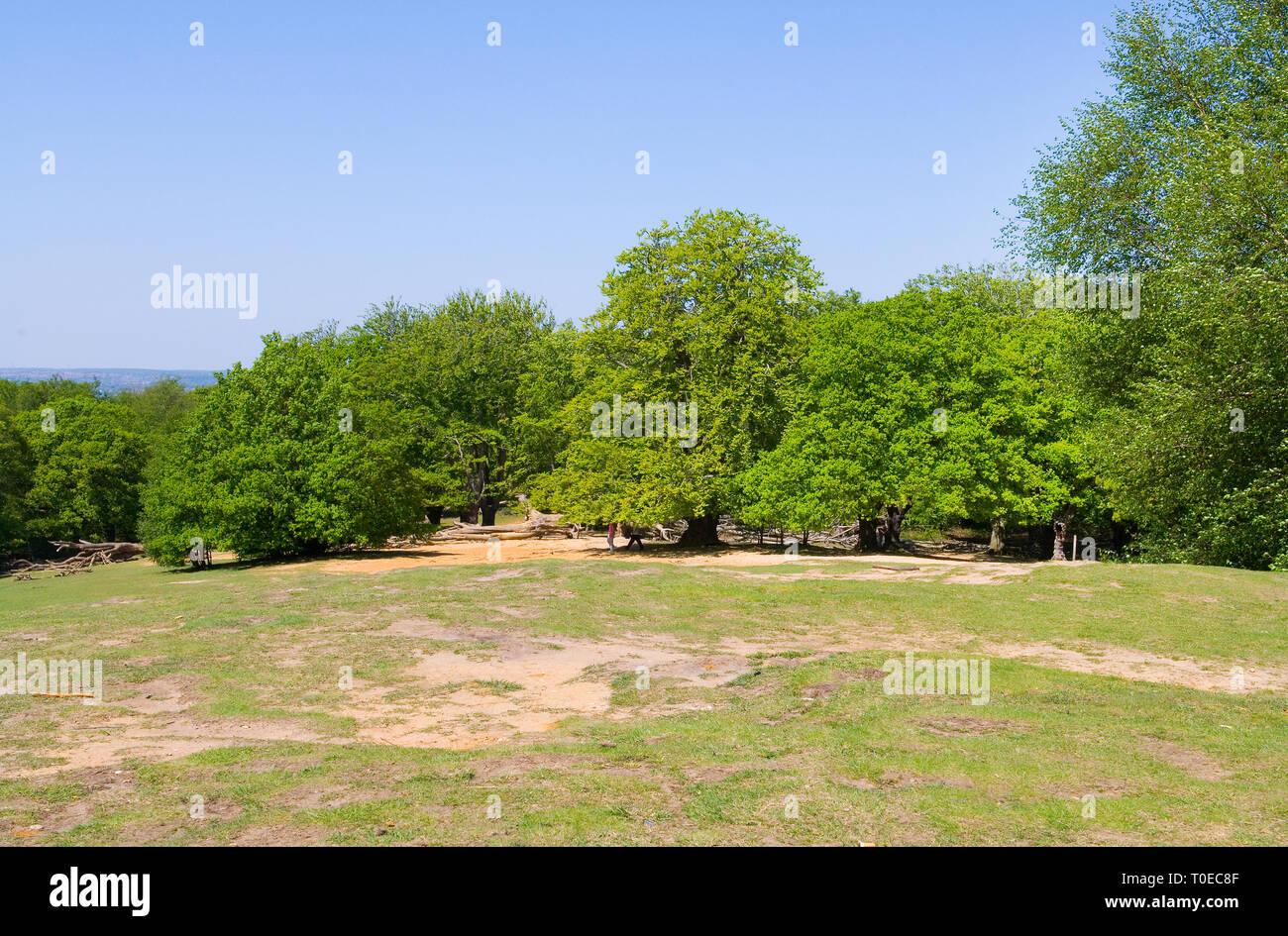 Deserted epping forest hi-res stock photography and images - Alamy