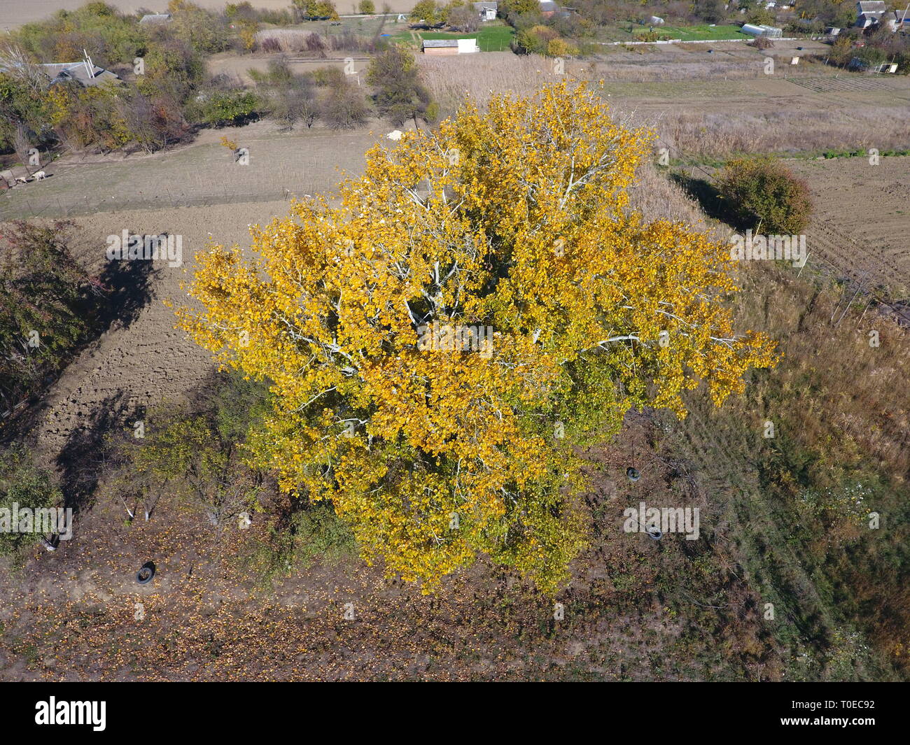 Yellow leaves on a silver poplar, top view of a poplar tree in the fall ...