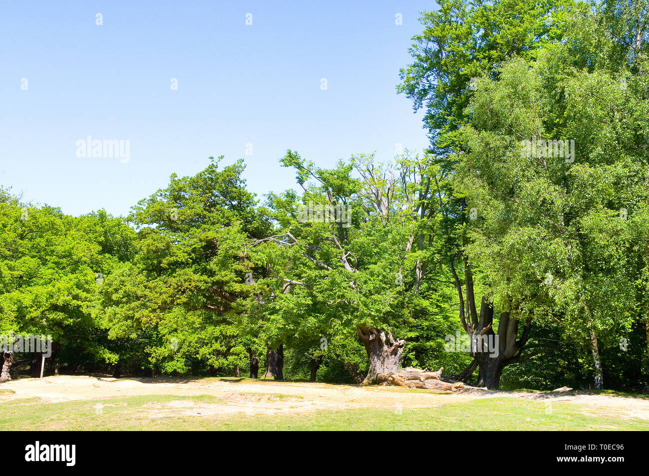 Deserted epping forest hi-res stock photography and images - Alamy