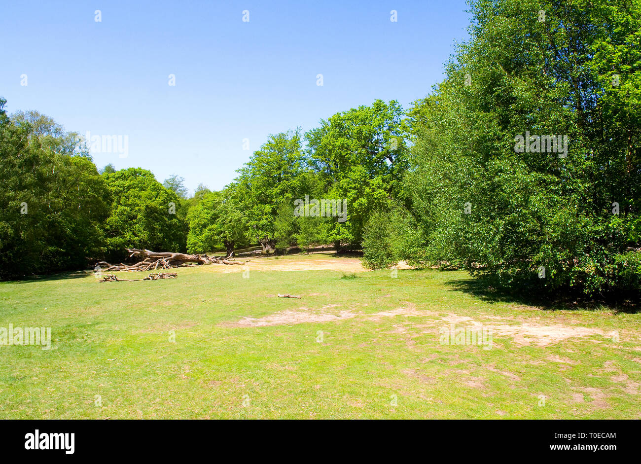 Deserted epping forest hi-res stock photography and images - Alamy