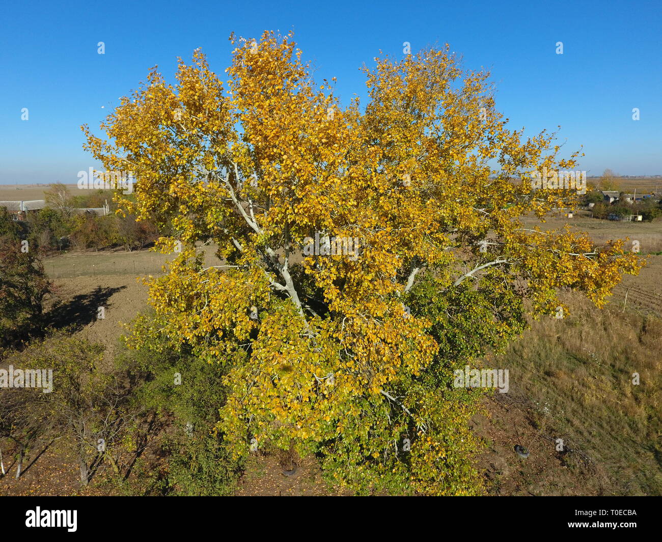 Yellow leaves on a silver poplar, top view of a poplar tree in the fall ...