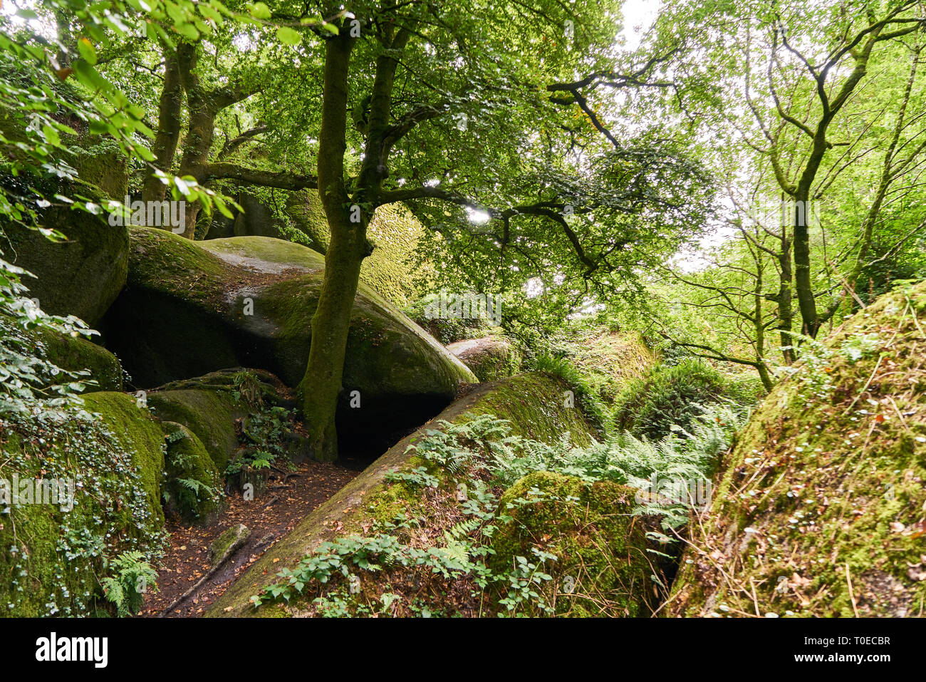Glorious forest with big stones in summer in Huelgoat, France Stock ...