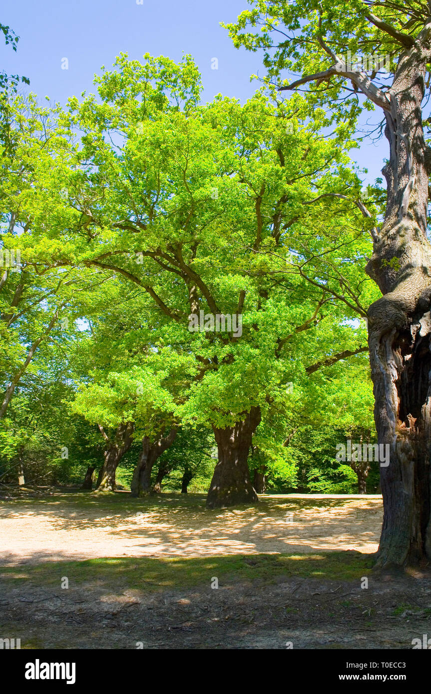 Deserted epping forest hi-res stock photography and images - Alamy