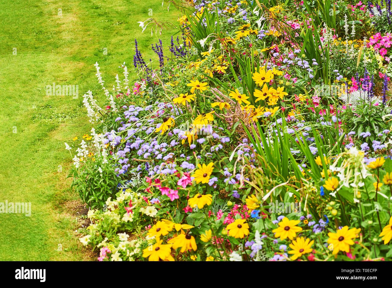 Different spring summer flowers hi-res stock photography and images - Alamy