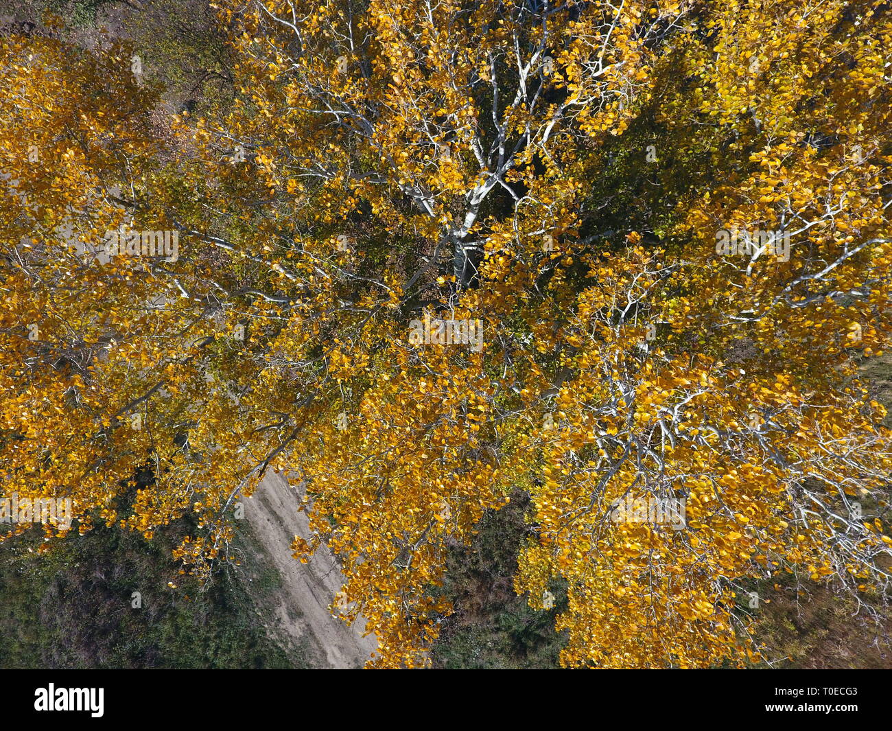 Yellow leaves on a silver poplar, top view of a poplar tree in the fall ...