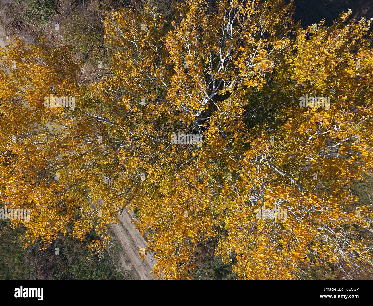 Yellow leaves on a silver poplar, top view of a poplar tree in the fall ...