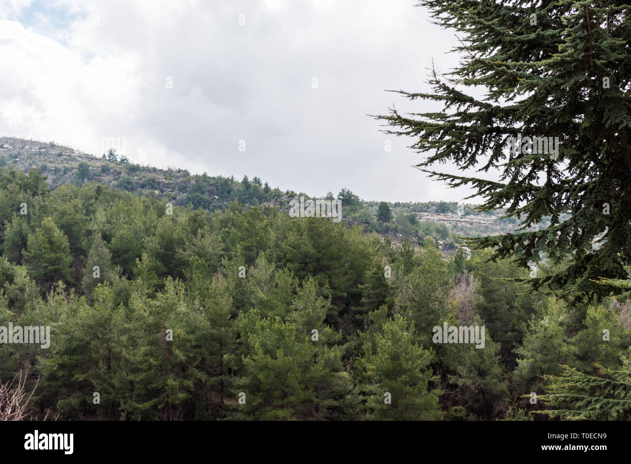 this is a capture for a landscape in Lebanon with a beautiful green ...