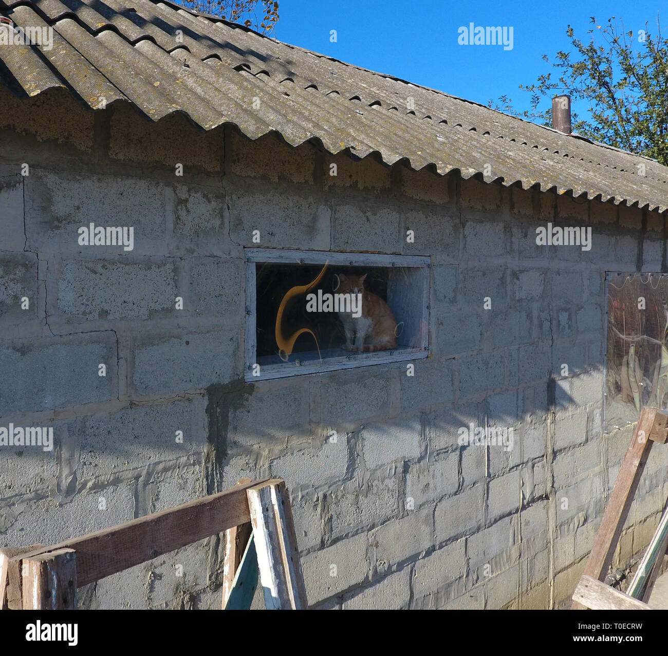 Red cat in the window of the barn. Cat locked up in a barn Stock Photo ...