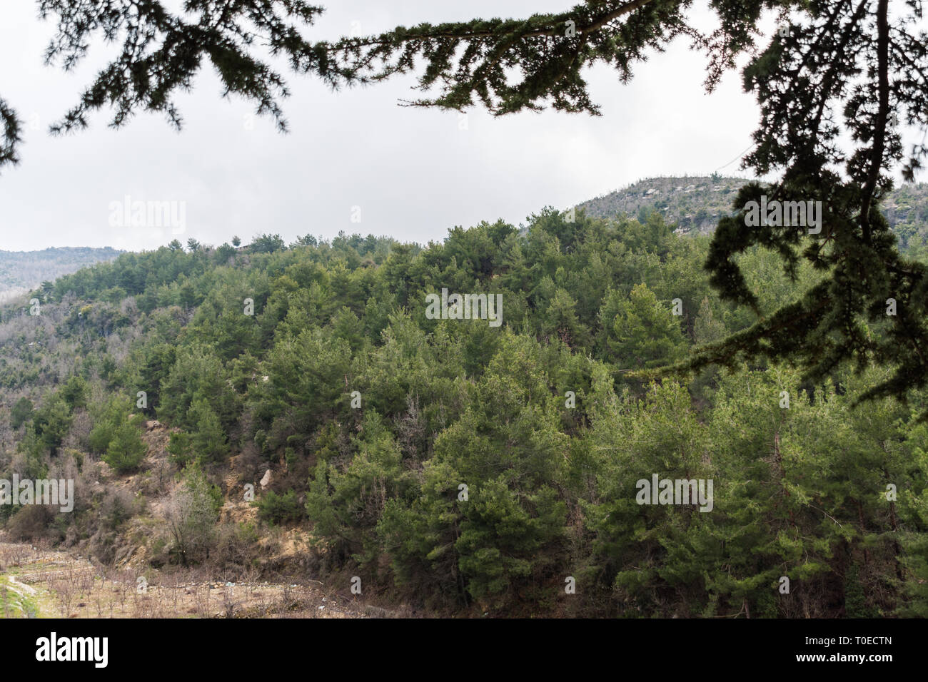 this is a capture for a landscape in Lebanon with a beautiful green ...