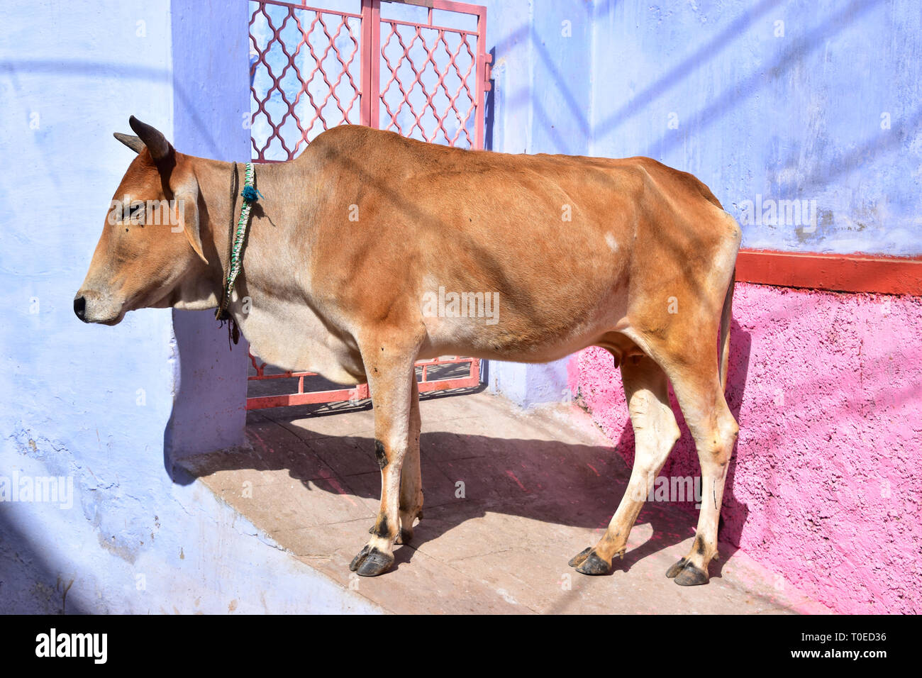 Blue Cow Of India Stock Photos & Blue Cow Of India Stock Images - Alamy