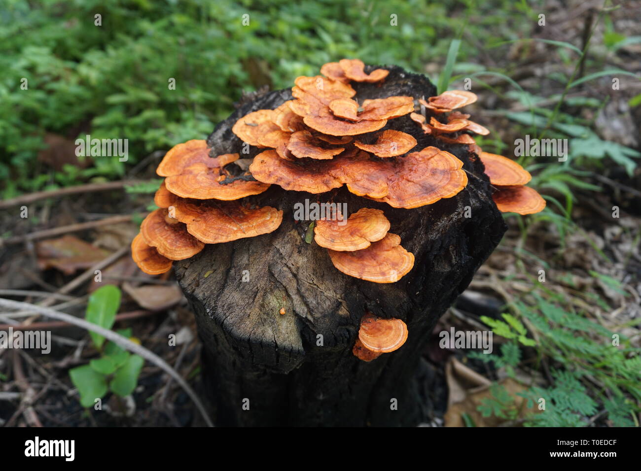 Basidiomycota agaricomycetes hi-res stock photography and images - Alamy