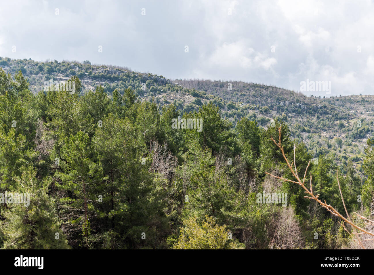 this is a capture for a landscape in Lebanon with a beautiful green ...