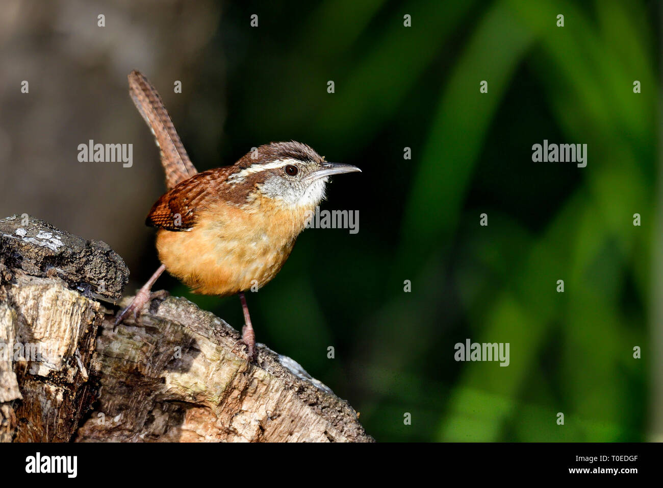Wren fauna hi-res stock photography and images - Alamy