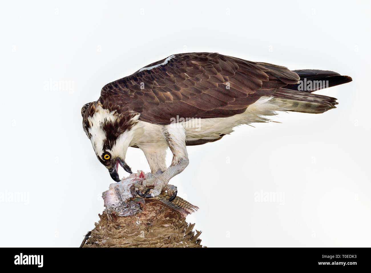 Finished eating hi-res stock photography and images - Alamy