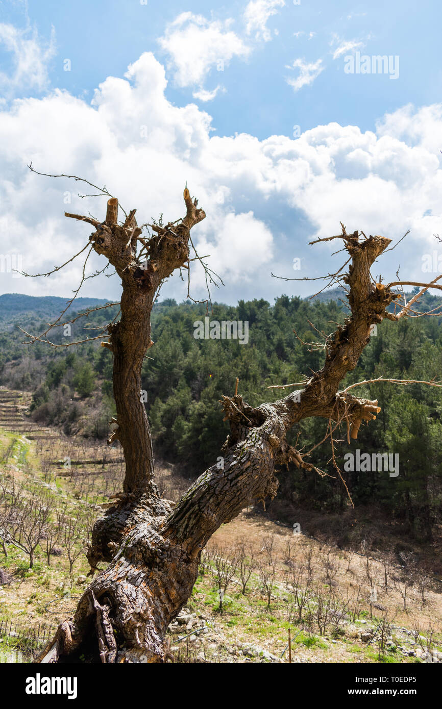 this is a capture for a landscape in Lebanon with a beautiful green ...