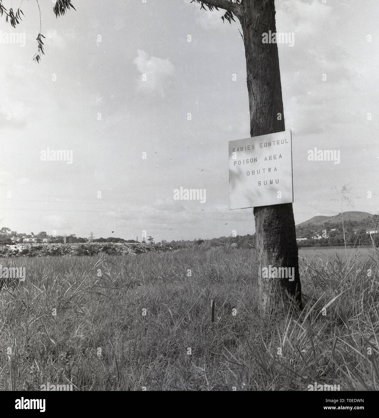 1950s, Rabies, animal disease notice on tree, Uganda, Africa. Notice ...