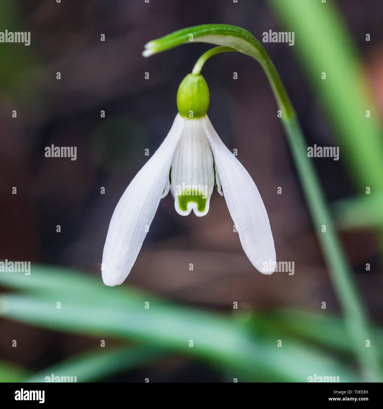 Snowdrop foliage hi-res stock photography and images - Alamy