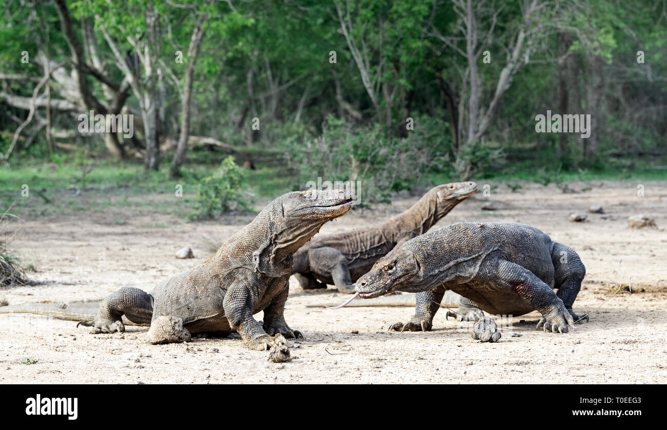 Komodo dragons. Scientific name: Varanus Komodoensis. Natural habitat ...