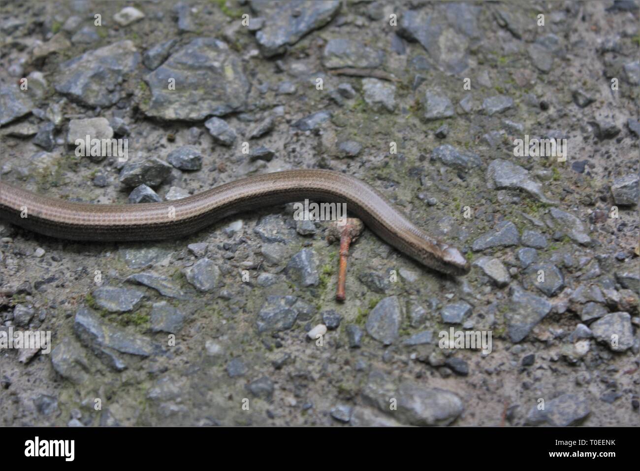 Erwachsene bis 50 cm lang hi-res stock photography and images - Alamy