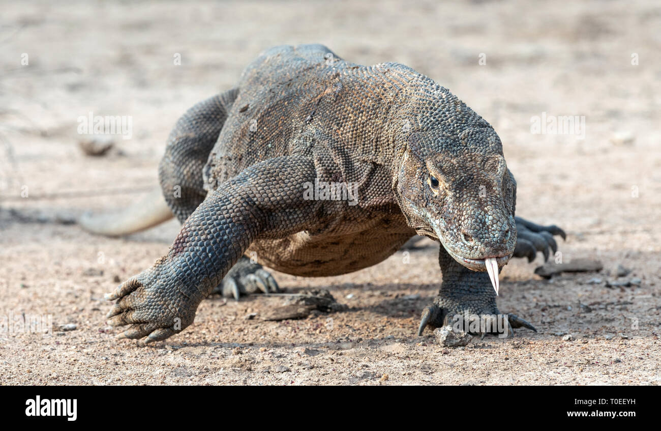 Walking komodo dragon with the forked tongue sniff air. The Komodo ...