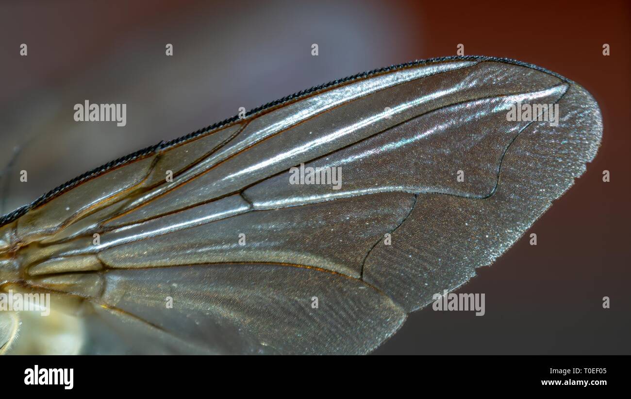 Macro photo fly wing Stock Photo - Alamy