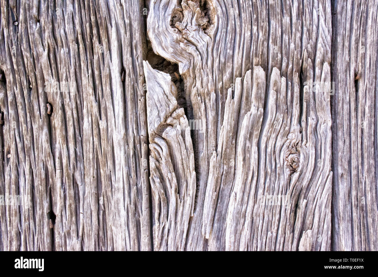 Worn tree bark hi-res stock photography and images - Alamy