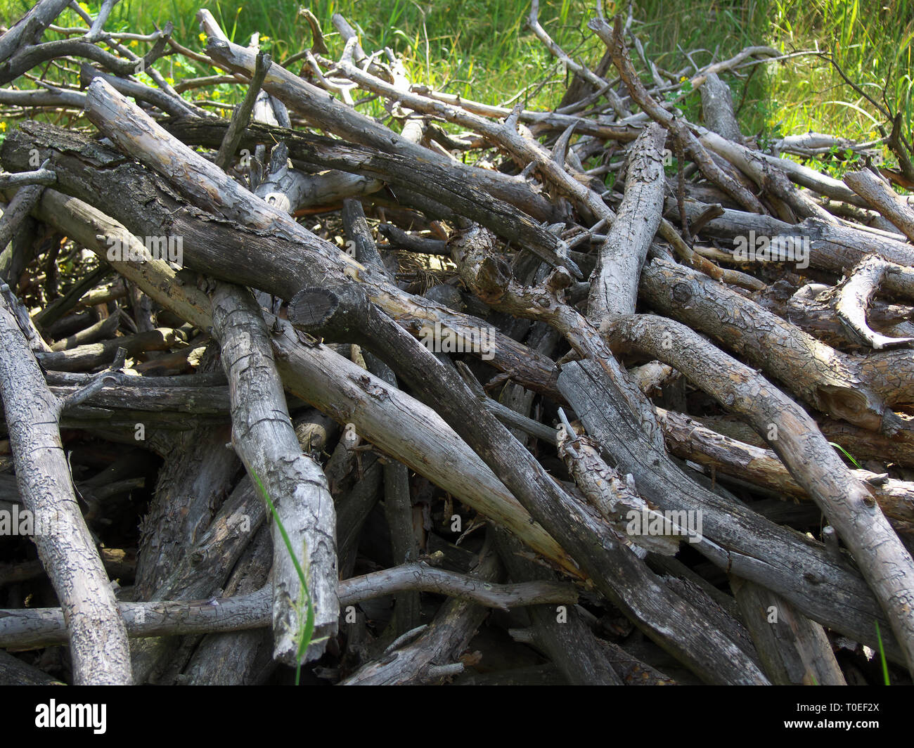 Pile branches wooden stump hi-res stock photography and images - Alamy
