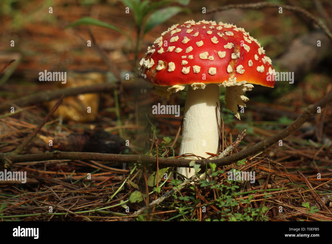 Yellow spotted mushroom cap hi-res stock photography and images - Alamy
