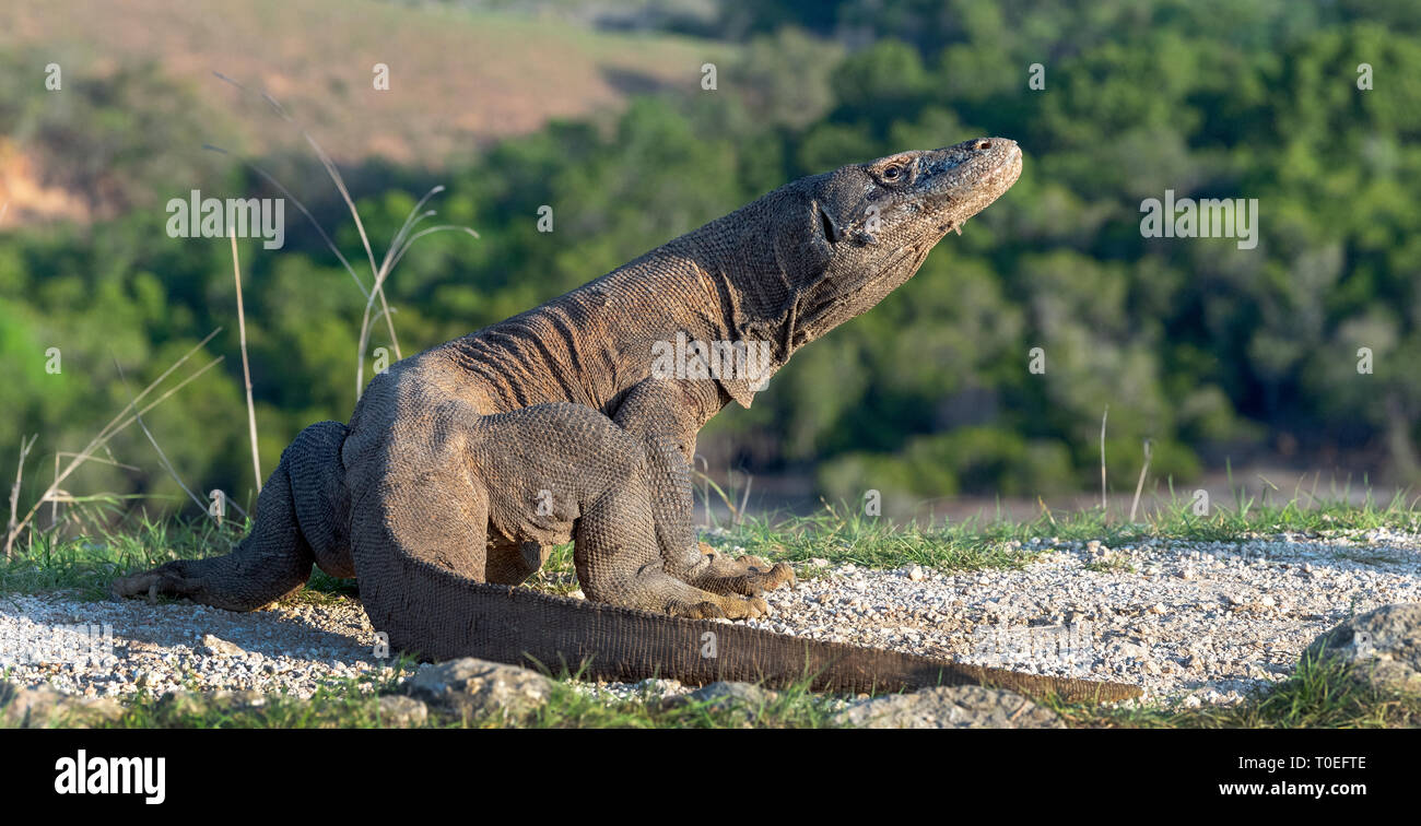 Komodo dragon. Scientific name: Varanus Komodoensis. Natural habitat ...