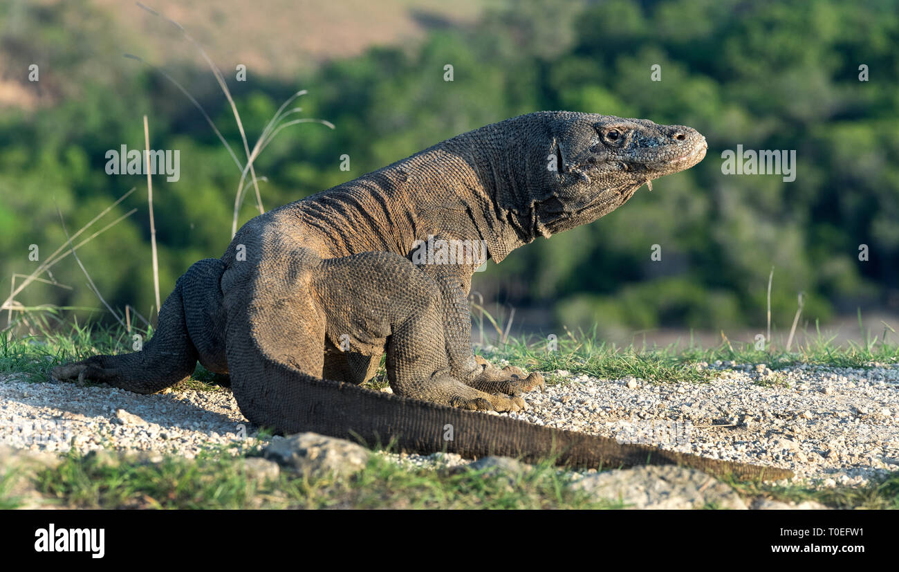 Komodo dragon. Scientific name: Varanus Komodoensis. Natural habitat ...
