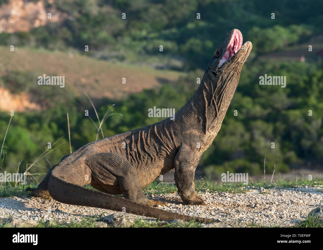 The Komodo dragon raised the head with open mouth. Komodo dragon ...